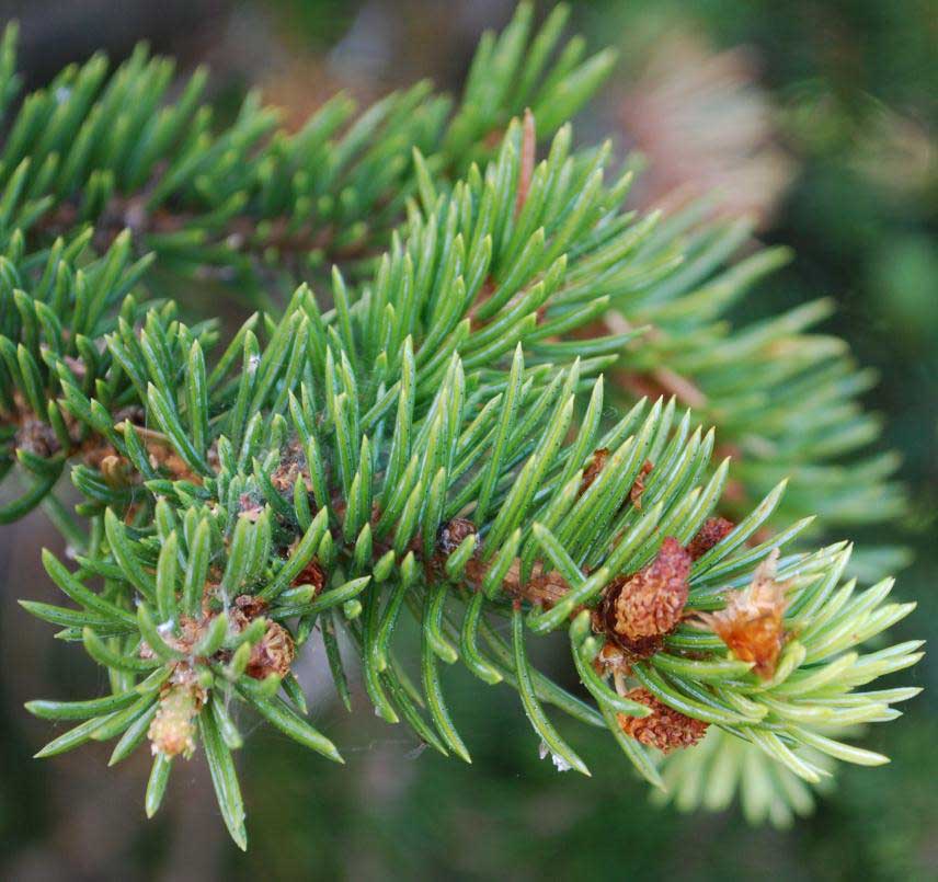 Engelmann spruce - Wenatchee Naturalist