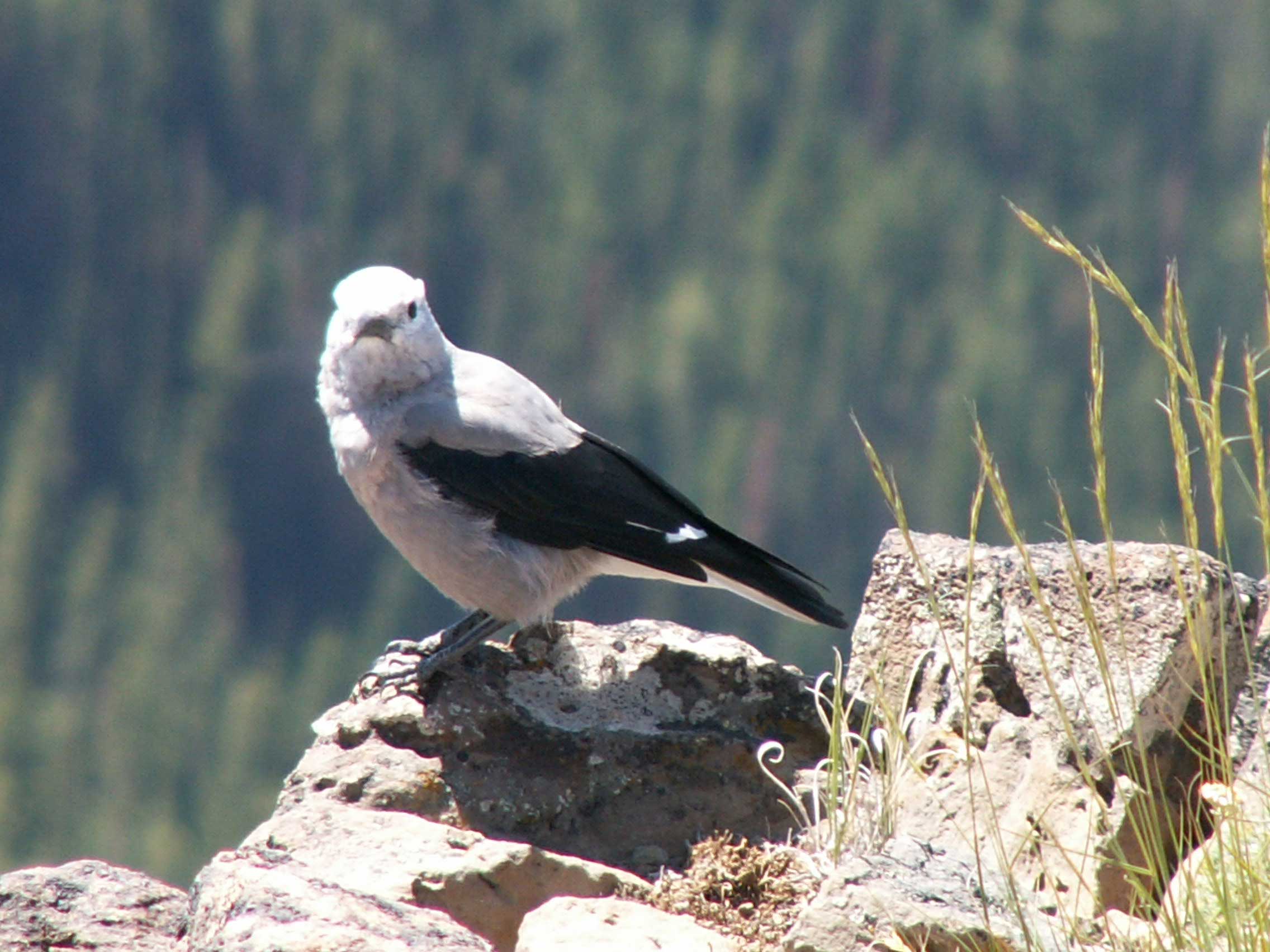 Clark’s nutcracker - Wenatchee Naturalist