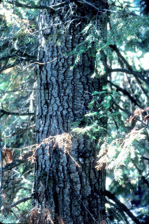 Grand fir - Wenatchee Naturalist