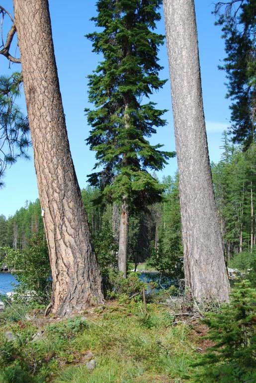 Western larch - Wenatchee Naturalist