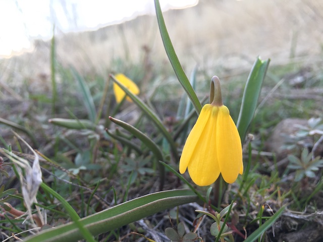 Curious About ... Yellow Bells? - Wenatchee Naturalist