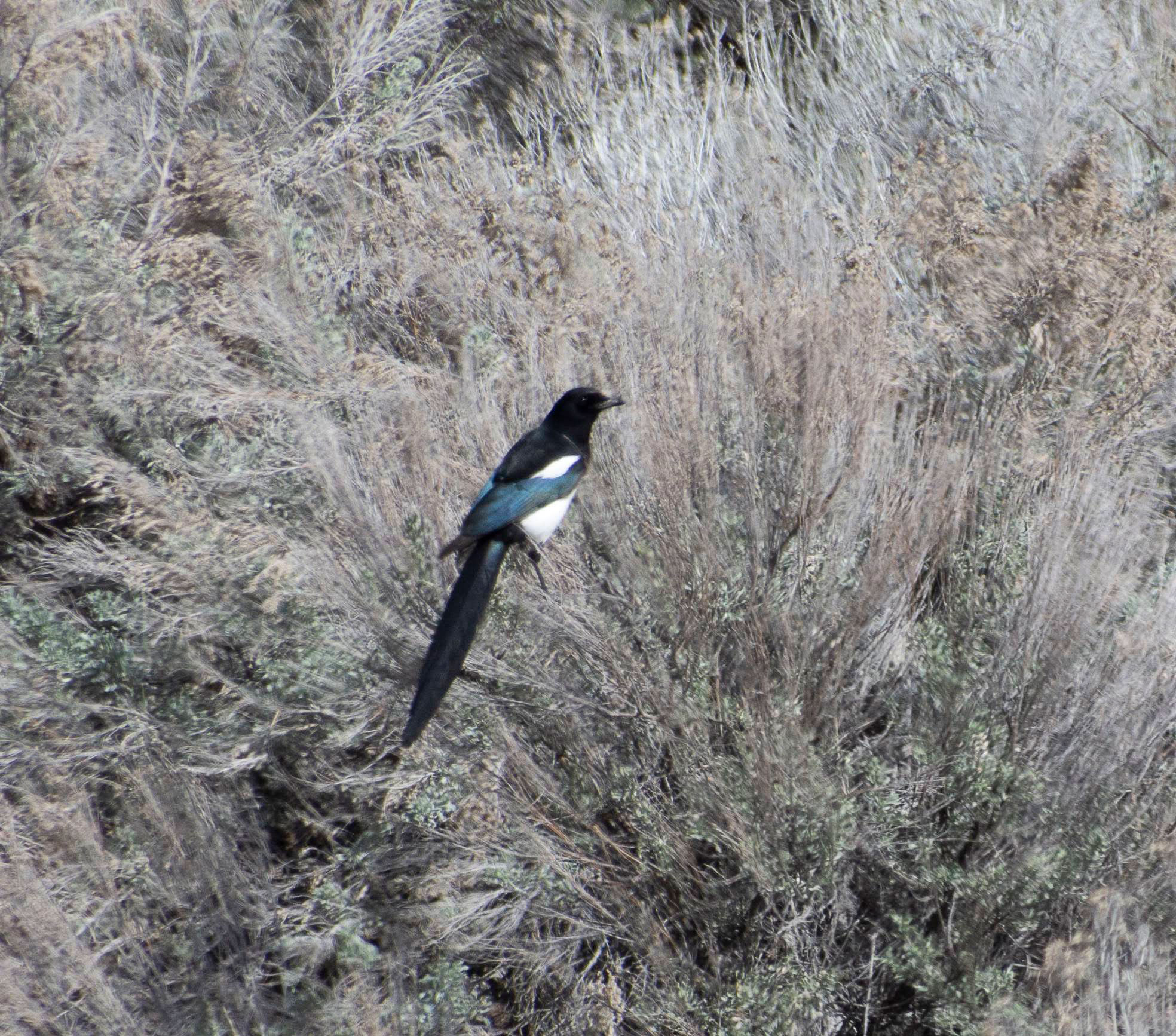 Hiking for Health in the Wenatchee Foothills - Wenatchee Naturalist