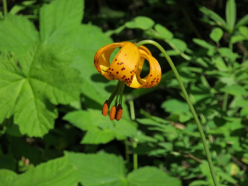 Antoine Etienne and the flora of Etienne Creek - Wenatchee Naturalist