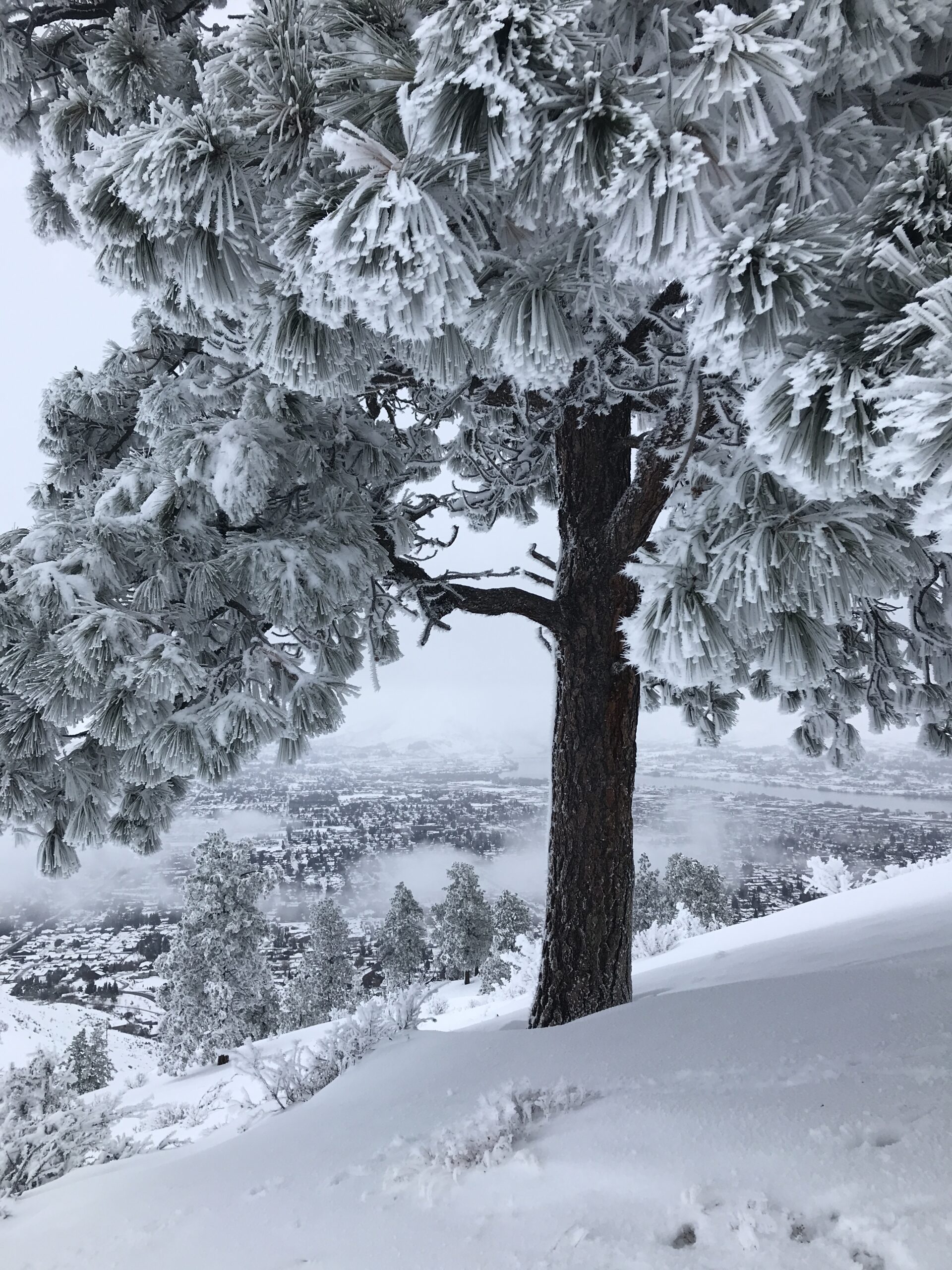 Welcome 2023! - Wenatchee Naturalist